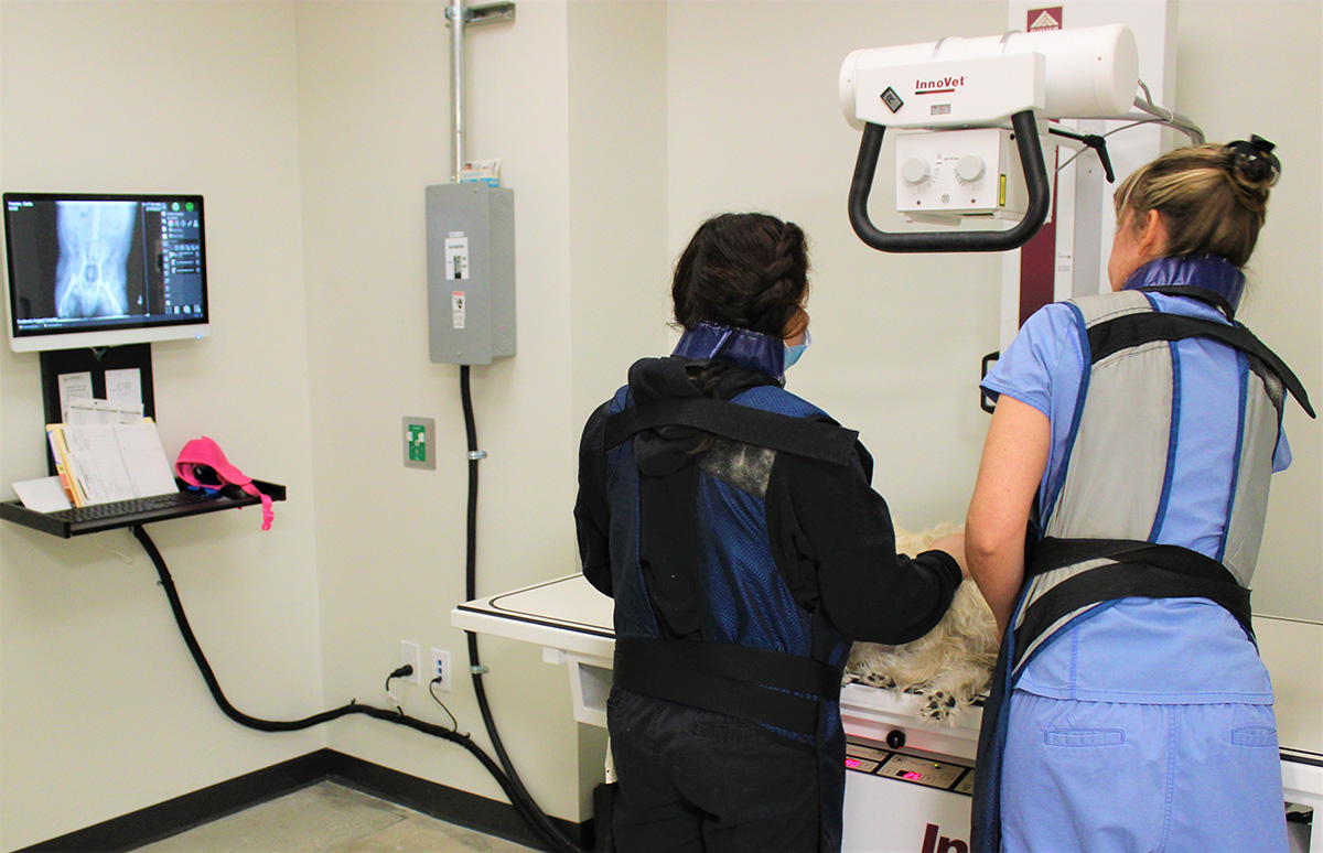 Pet X-ray Yucaipa, Redlands, CA | Redlands Animal Hospital